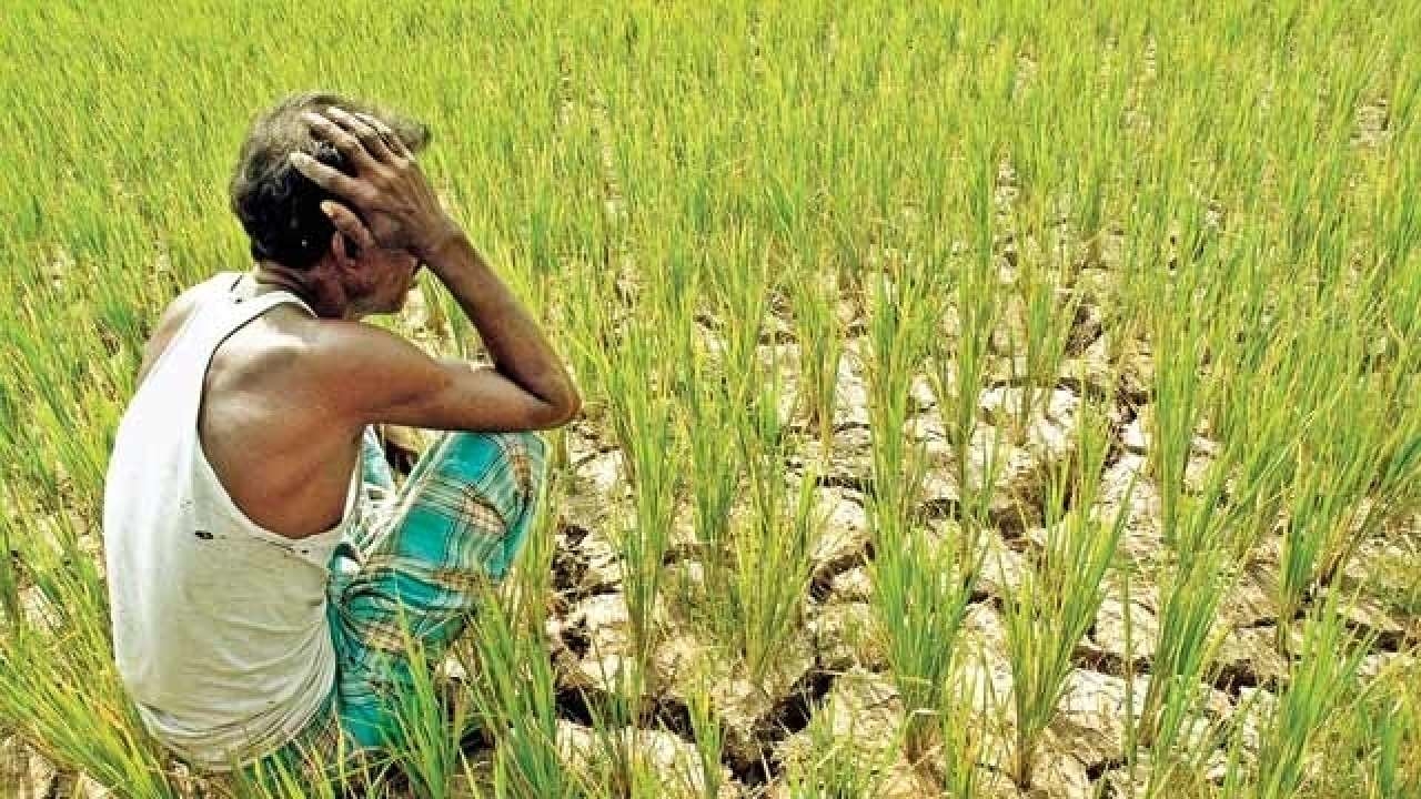 Indian Farmers Lost Rs 3 Lakh Crore In 2017 18 SabrangIndia indian-farmers-lost-rs-3-lakh-crore-in-2017-18-sabrangindia